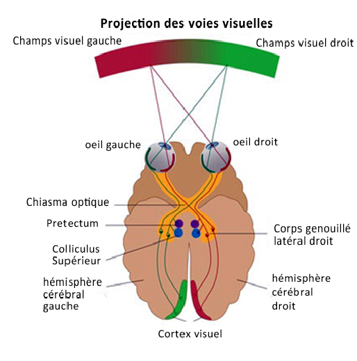 La perception de l'image